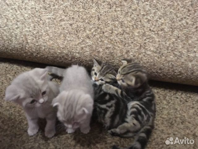 Продаются шотландские непоседы