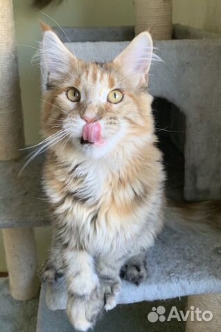 Чёрепашка Пелагея