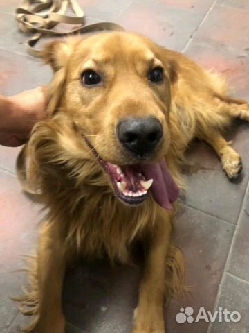 Найдена Собака- помест Английского Кокер Спаниеля