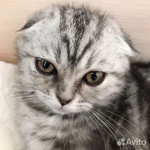Шотландская вислоухая кошечка