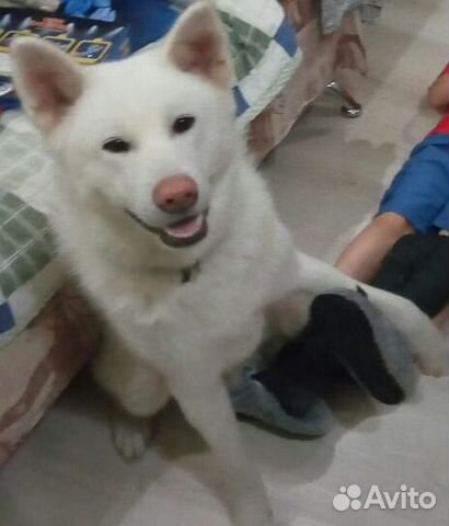 Кобель Акита-Ину на вязку