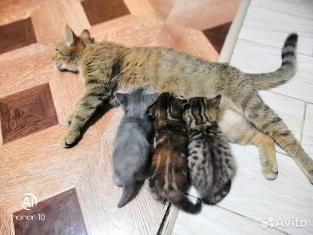 Шотландские котята