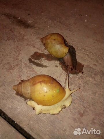 Улитки Ахатины