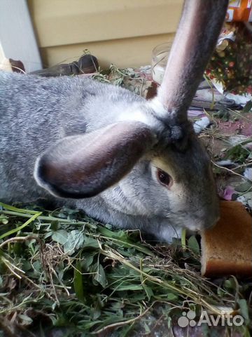 Самочки и самцы для разведения