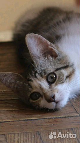 Маруся котенок