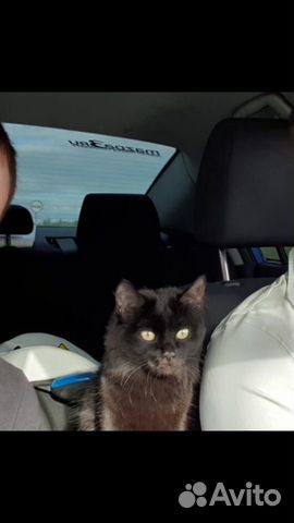 Отдадим в хорошие руки Любимую кошку