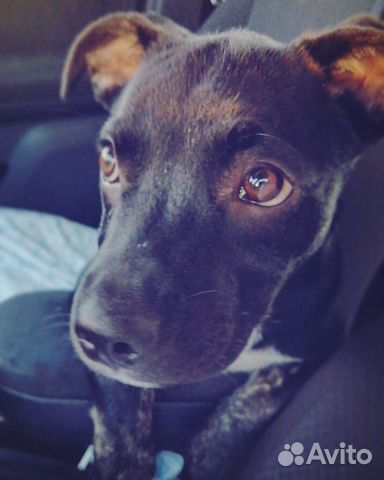 Щенок Патрик