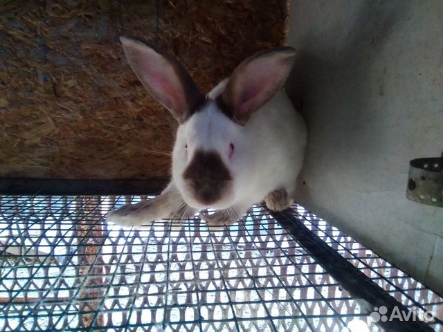 Калияорнийские кролы, продажа или обмен