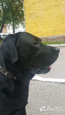 Найден черный пёс-лабрадор