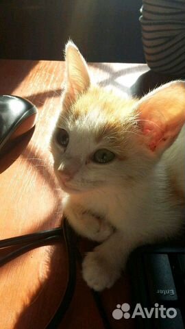 Котенок