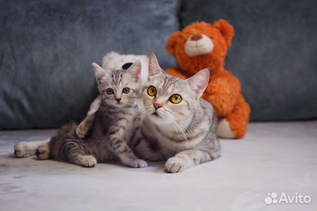 Шотландские котейки (серебристые)