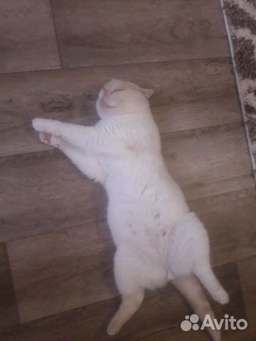 Кот Крем породистый