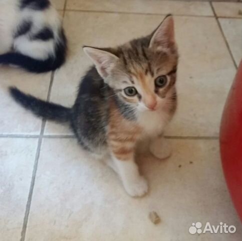 Котята ищут дом. Только ответственным людям