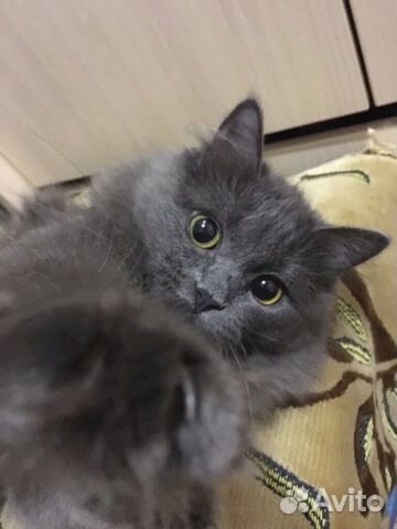 Отдам в добрые руки любимого питомца