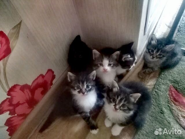 Подарю домашнего котенка