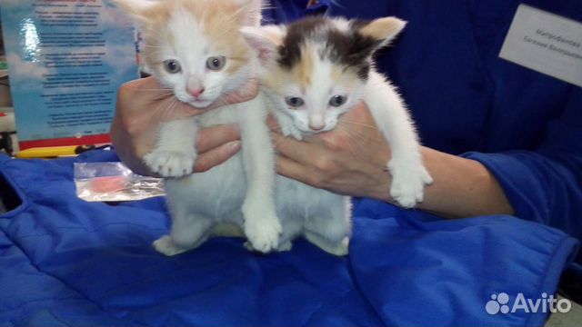 Котята,бело рыжий мальчик,бело черненькая девочка)