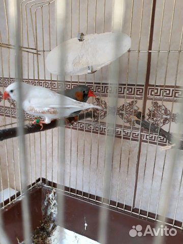 Амадины (зебровые) + клетка