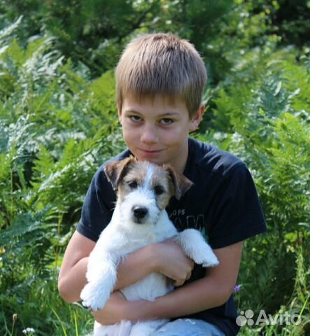 Джек Рассел терьер