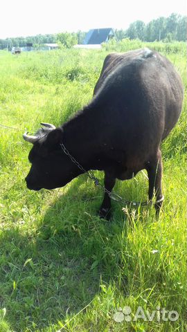 Продаётся корова 3 года