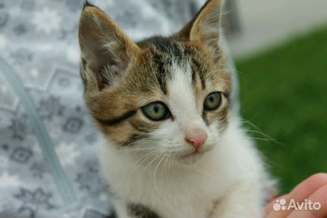 Чудесный котенок Бублик в добрые руки
