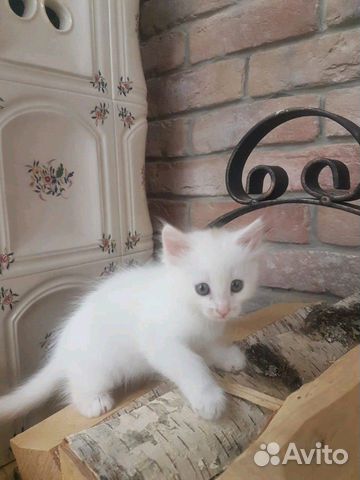 Белые ангорские котята 2мес