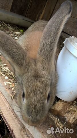 Продам кроликов