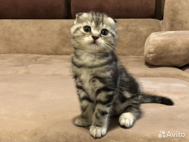 Шотландские котята