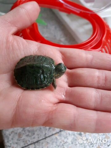 Желтоухие черепашки