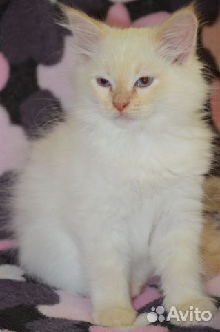 Котята породы невская маскарадная