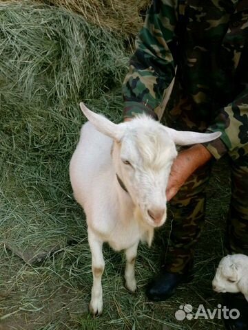 Козел зааненский