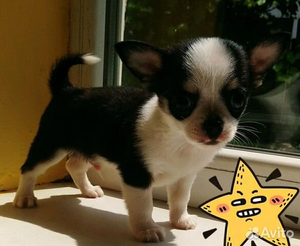 Малышонок Чихуахуа