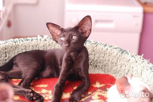 Ориентальный котенок (черная кошечка)