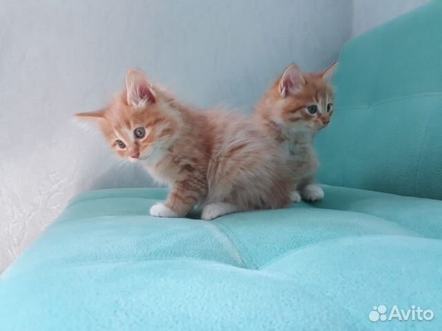 Курильский бобтейл