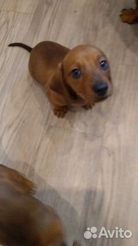 Щенки таксы карликовой