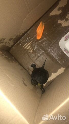 Отдам в добрые руки