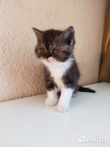 Чудесные котята ищут себе родителей