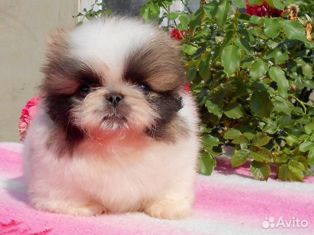 Щенок пекинеса мальчик красавчик