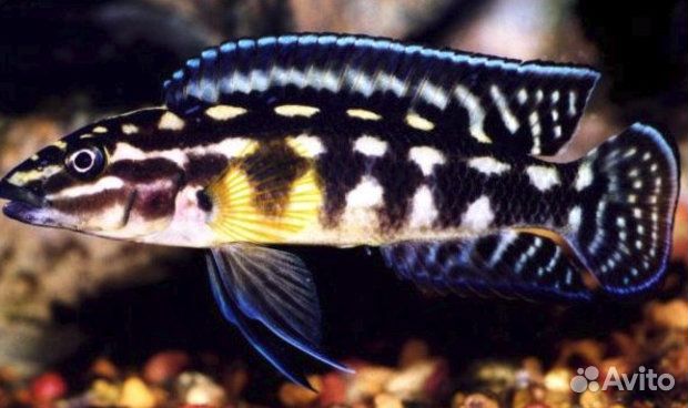 Юлидохромис марлиера