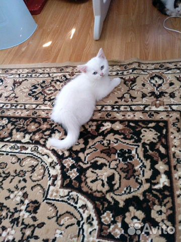 Котята Шотландцы