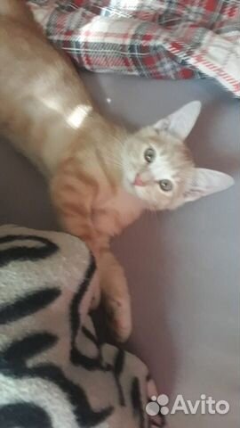 Котенок в добрые руки