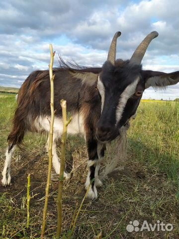Коза дойная