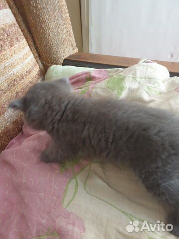 Отдаю британского котёнка в добрые руки