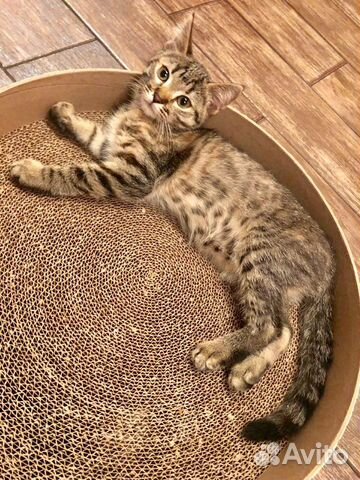 Котенок в добрые рупи