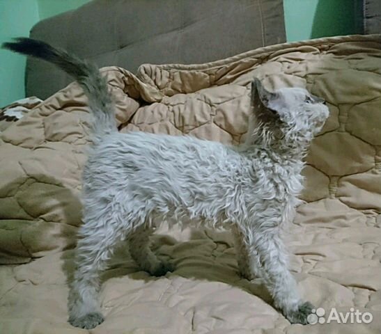 Котенок селкирк-рекс оригинал