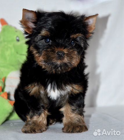 Щенки йоркширского терьера Мини мальчик- Литл Булл