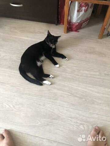 Отдам хорошую кошечку в добрые руки