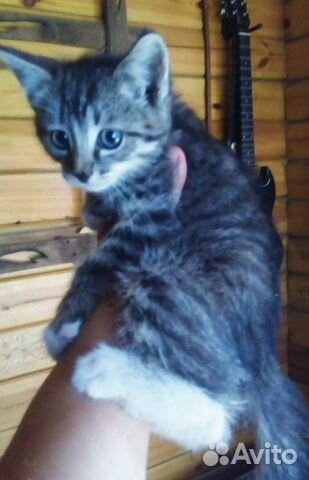 Котенок Сем мальчик 2 мес