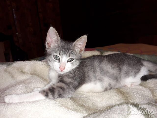 Котенок мальчик Сева 2 мес в добрые руки