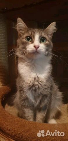 Кошка ищет дом