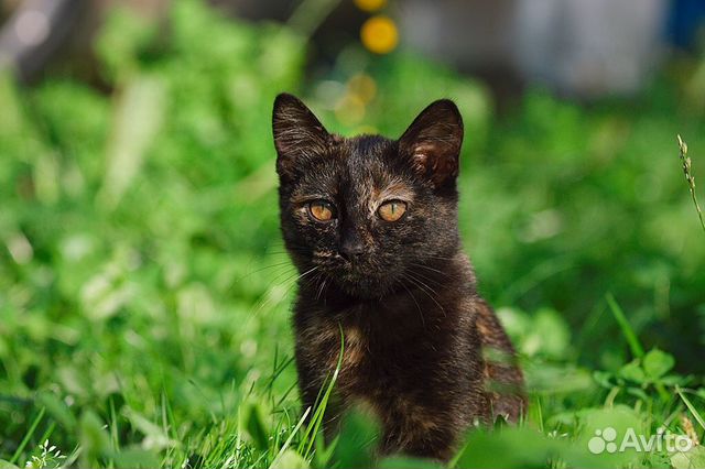Очень послушный котёнок